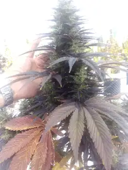 Shark Tank Cbd Gummies Stop Smoking ：gummy With Cbd