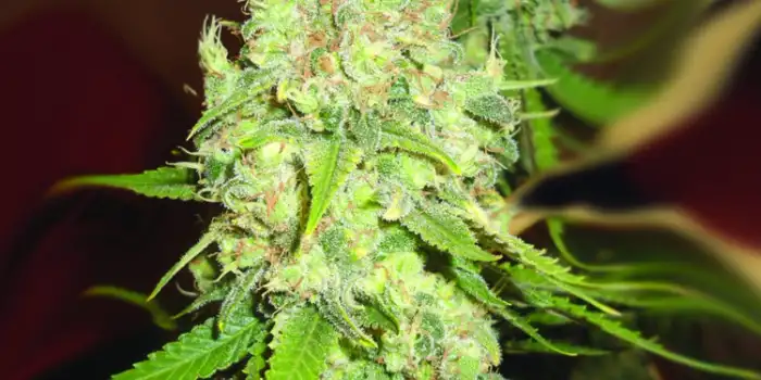 1500 Cbd Gummies Black Eagle Cbd Gummies