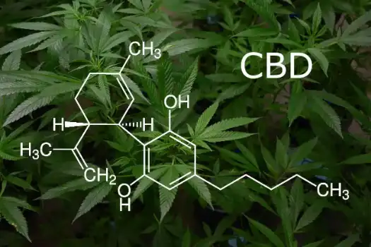 Cbd Gummy For Flying Anxiety Cbd Gummies Without Melatonin