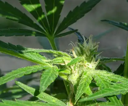 Best Cbd Gummies To Help With Anxiety ：just Cbd 500 Mg Gummies - IIIT ...