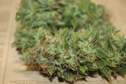 White Cedar Naturals Cbd Gummies ：gummies For Pain Cbd