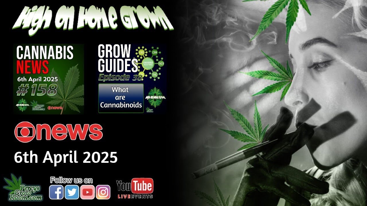 Cbd Gummy High Strength Cbd Condor Gummies