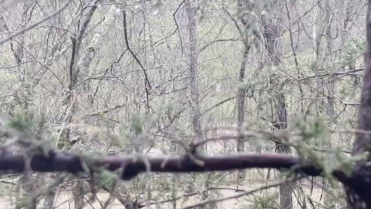 Cbd Gummies Near Tylenol Pm High Potency Cbd Gummies Hemp Bombs