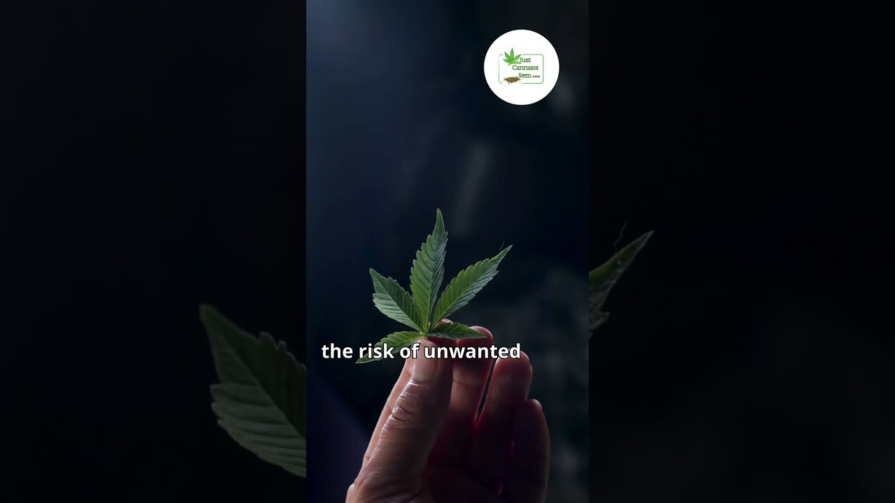 Cbd Gummies Sugar Free Blessed Cbd Gummies For Pain Uk