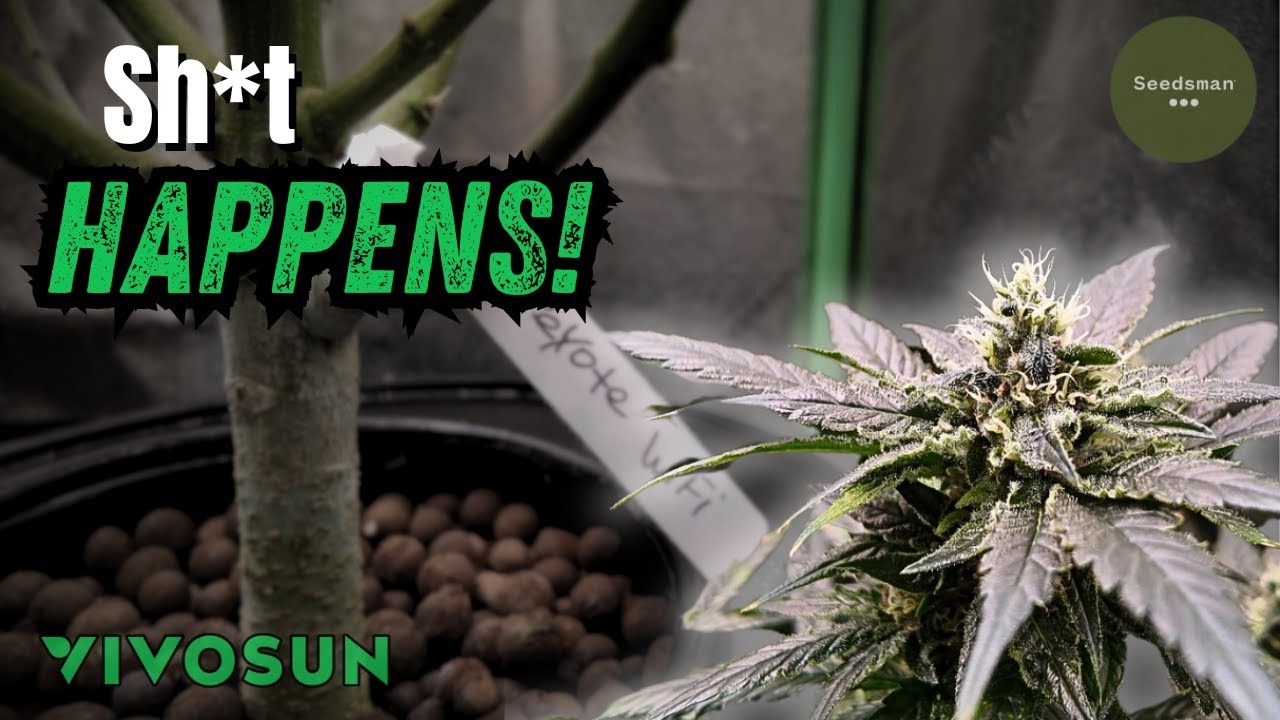 Hazel Hills Cbd Full Spectrum Gummies