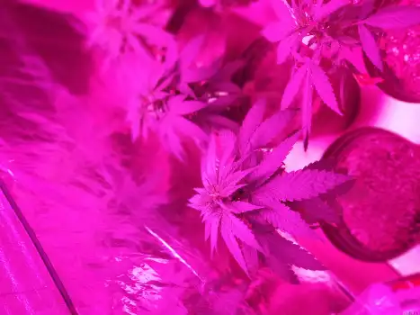 Mr Kush Vip Cbd Gummies Pure Kana Premium Cbd Gummies For Tinnitus